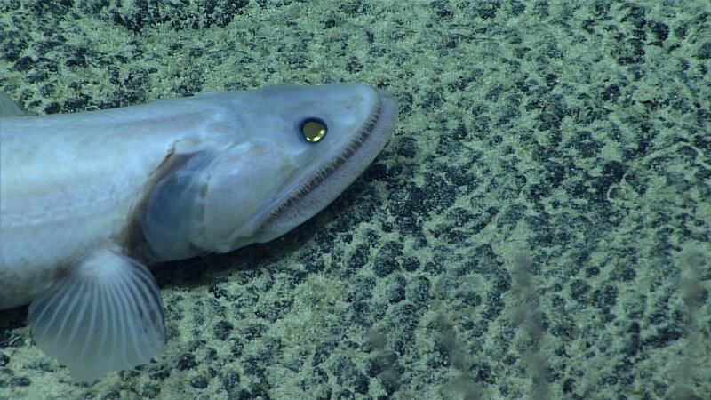 Deep Sea Lizardfish